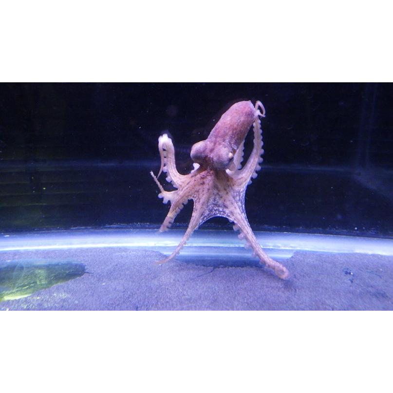 （マダコ科） マダコ幼体（補償なし） Octopus vulgaris （外套長2〜3cm） 1匹 : アクアハウス魚の道 - 通販 ...