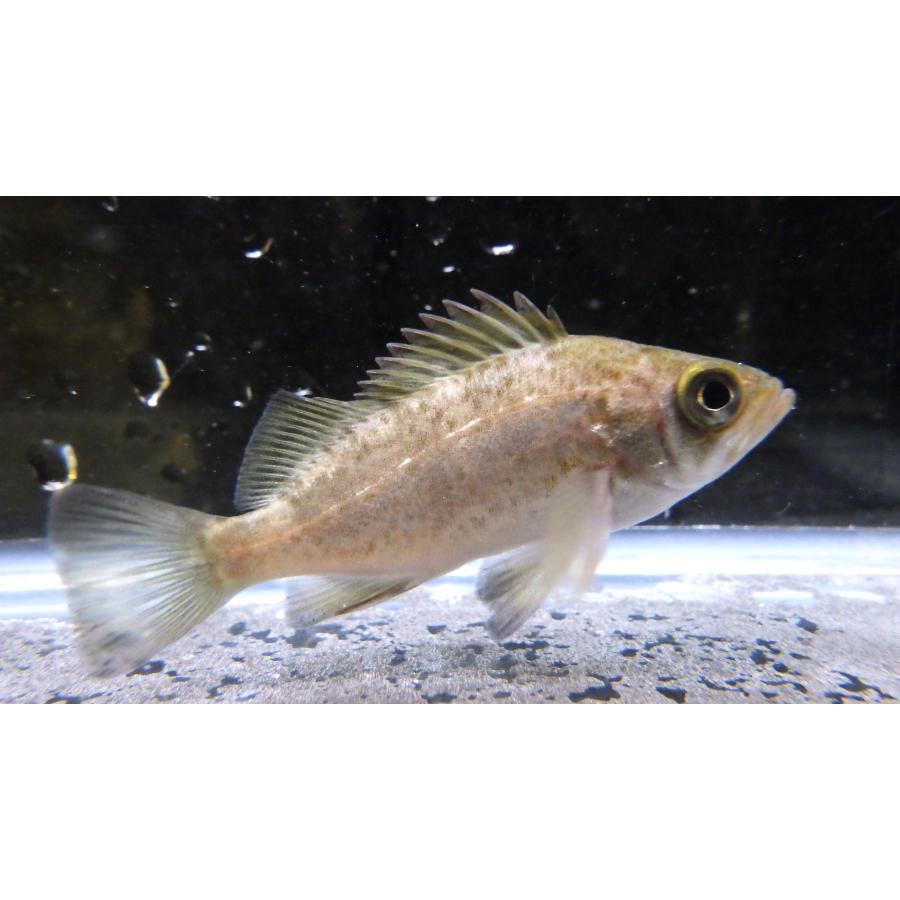 （メバル科） メバル（シロ？） Sebastes cf. cheni （3〜6cm） 1匹 : アクアハウス魚の道 - 通販 - Yahoo ...