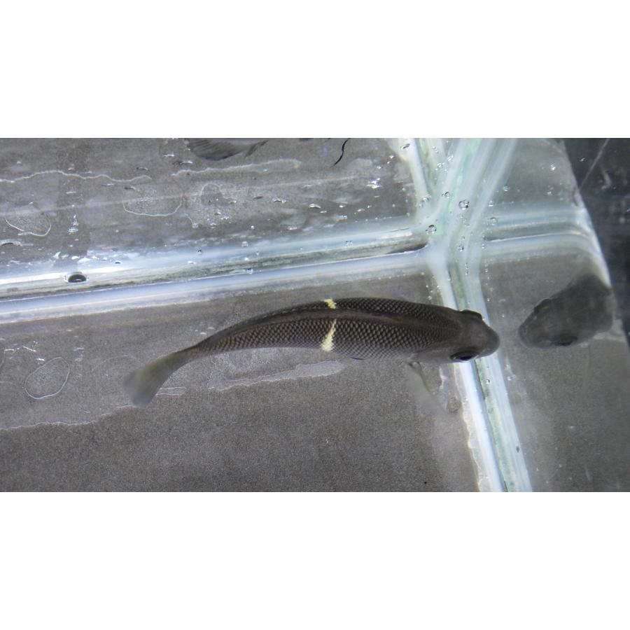 （イスズミ科） オキナメジナ Girella mezina （12〜15cm） 1匹 : アクアハウス魚の道 - 通販 - Yahoo!ショッピング