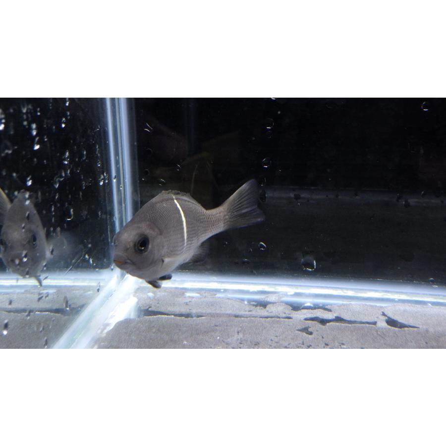 （イスズミ科） オキナメジナ Girella mezina （12〜15cm） 1匹 : アクアハウス魚の道 - 通販 - Yahoo!ショッピング