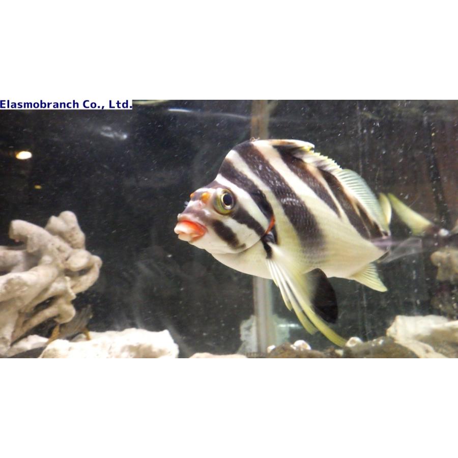 （タカノハダイ科） ミギマキ Cheilodactylus zebra （15〜20cm） 1匹 : アクアハウス魚の道 - 通販 ...