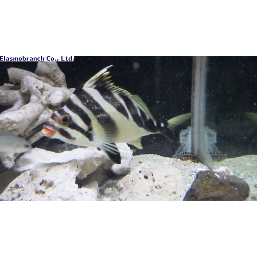 （タカノハダイ科） ミギマキ Cheilodactylus zebra （15〜20cm） 1匹 : アクアハウス魚の道 - 通販 ...