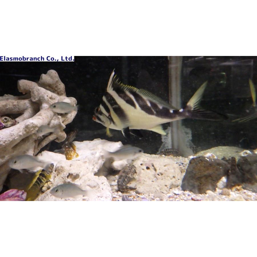 （タカノハダイ科） ミギマキ Cheilodactylus zebra （15〜20cm） 1匹 : アクアハウス魚の道 - 通販 ...
