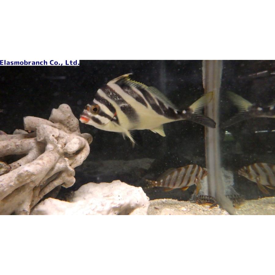 （タカノハダイ科） ミギマキ Cheilodactylus zebra （15〜20cm） 1匹 : アクアハウス魚の道 - 通販 ...