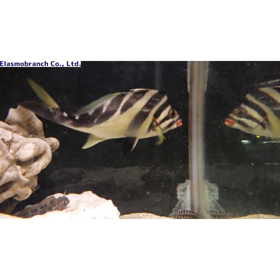 （タカノハダイ科） ミギマキ Cheilodactylus zebra （15〜20cm） 1匹 : アクアハウス魚の道 - 通販 ...