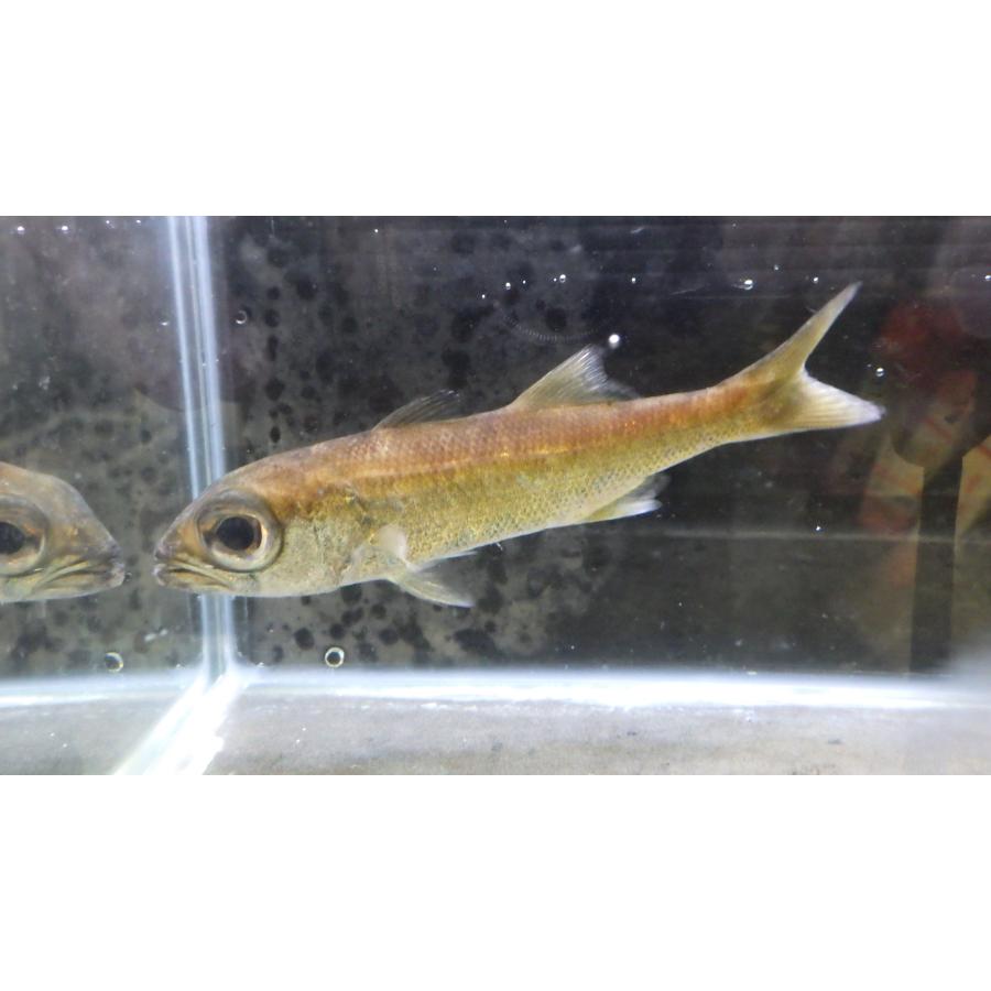 （ムツ科） ムツ Scombrops boops （8〜10cm） 1匹 : アクアハウス魚の道 - 通販 - Yahoo!ショッピング