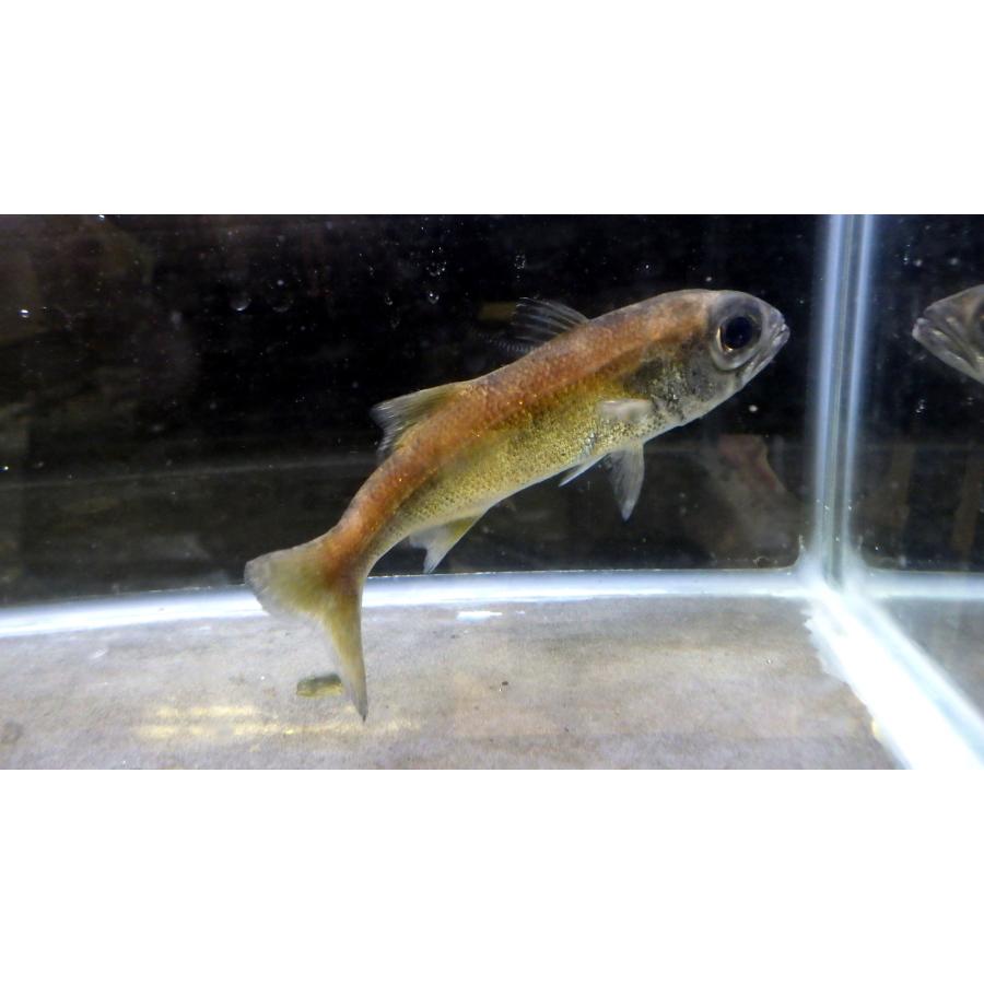 （ムツ科） ムツ Scombrops boops （8〜10cm） 1匹 : アクアハウス魚の道 - 通販 - Yahoo!ショッピング