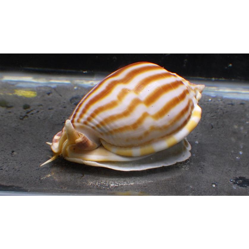 （トウカムリ科） ナガカズラガイ Phalium flammiferum strigatum（殻長5〜6cm） 1匹 : アクアハウス魚の道 ...