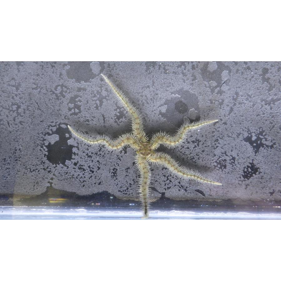 （トゲクモヒトデ科） ナガトゲクモヒトデ Ophiothrix (Ophiothrix) exigua 1匹 : アクアハウス魚の道 - 通販 ...