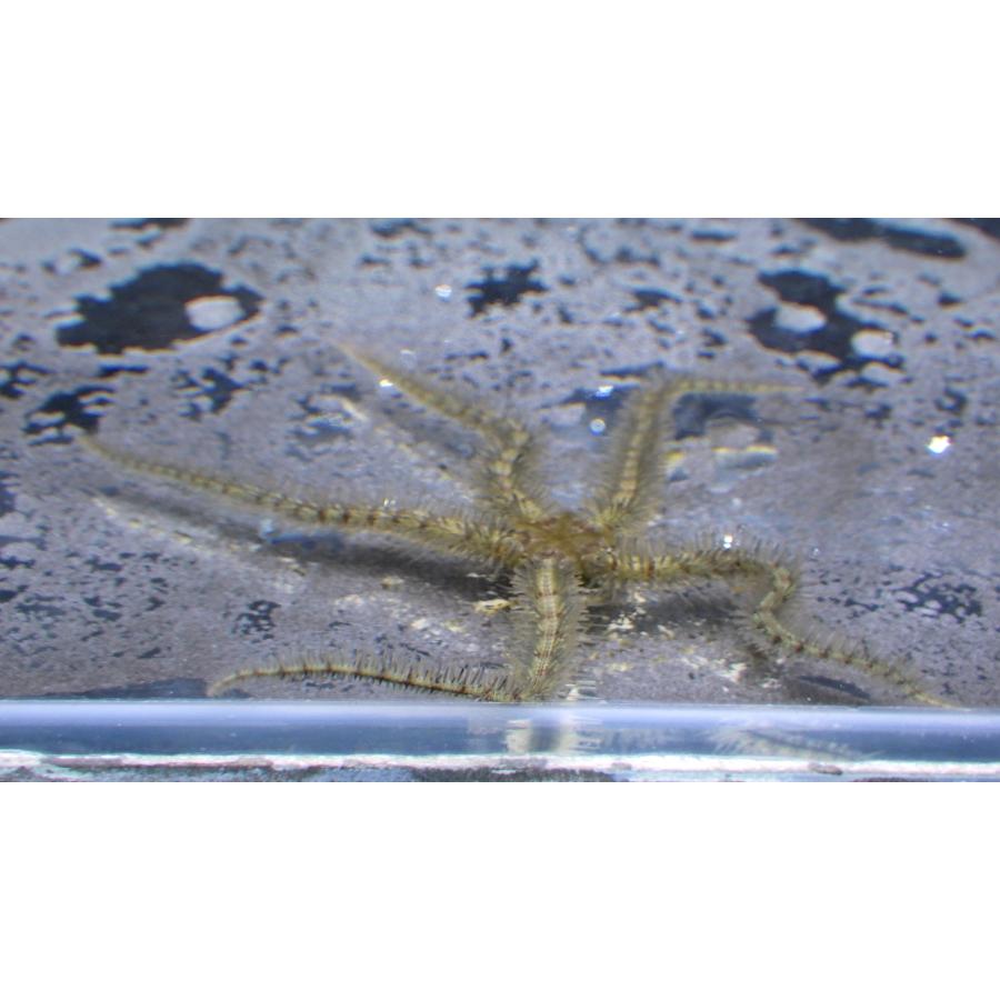 （トゲクモヒトデ科） ナガトゲクモヒトデ Ophiothrix (Ophiothrix) exigua 1匹 : アクアハウス魚の道 - 通販 ...
