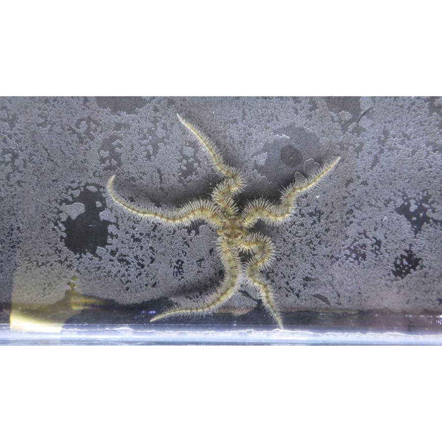 （トゲクモヒトデ科） ナガトゲクモヒトデ Ophiothrix (Ophiothrix) exigua 1匹 : アクアハウス魚の道 - 通販 ...