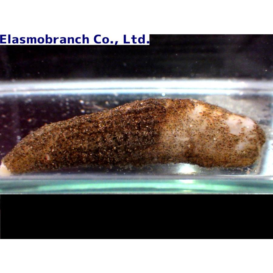 （ナガイソギンチャク科） ナスビイソギンチャク Halcampella maxima 1匹 : アクアハウス魚の道 - 通販 - Yahoo ...
