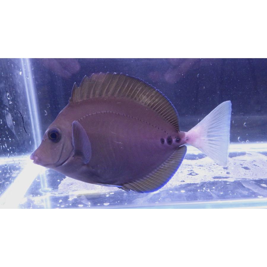（ニザダイ科) ニザダイ Prionurus scalprum （15〜18cm） 1匹 : アクアハウス魚の道 - 通販 - Yahoo ...