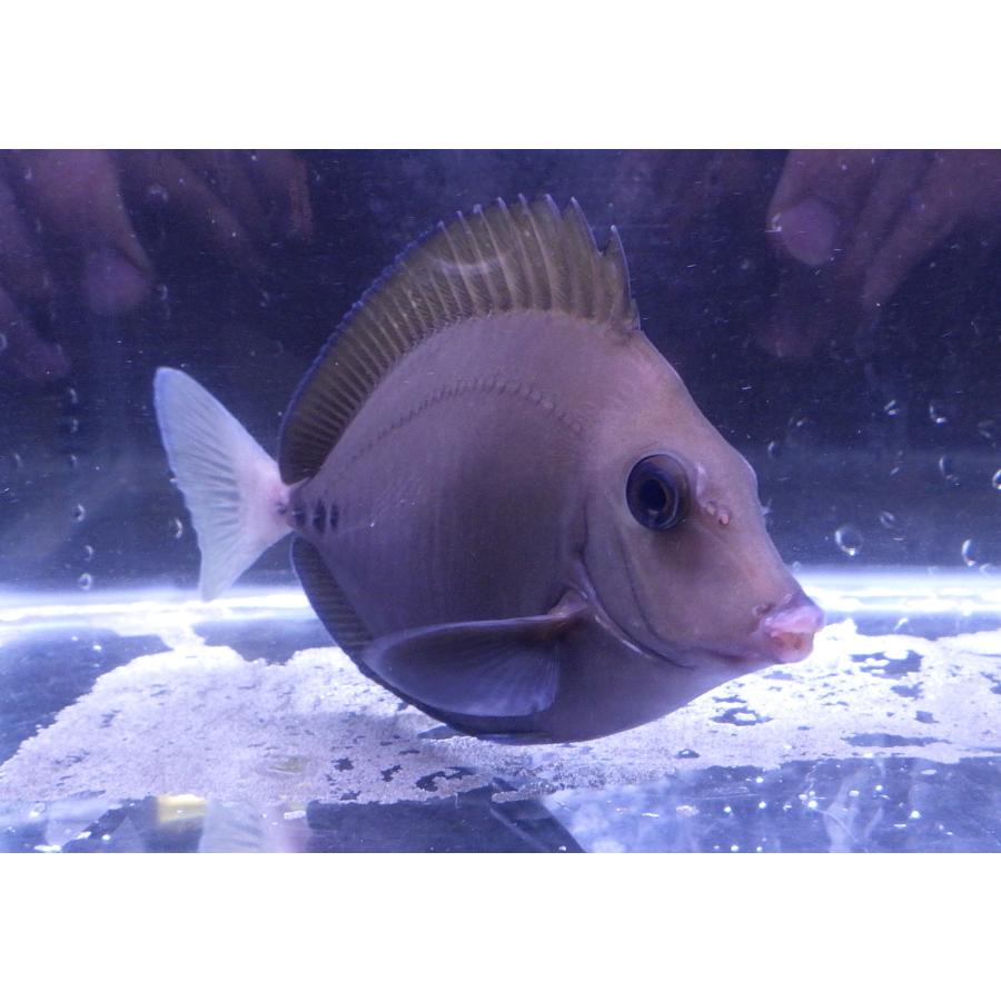 （ニザダイ科) ニザダイ Prionurus scalprum （10〜15cm） 1匹 : アクアハウス魚の道 - 通販 - Yahoo ...