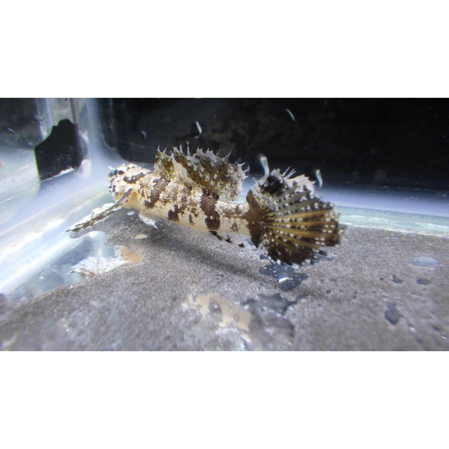 （ハゼ科） オキナワハゼ Callogobius hasseltii （5〜7cm） 1匹 : アクアハウス魚の道 - 通販 - Yahoo ...