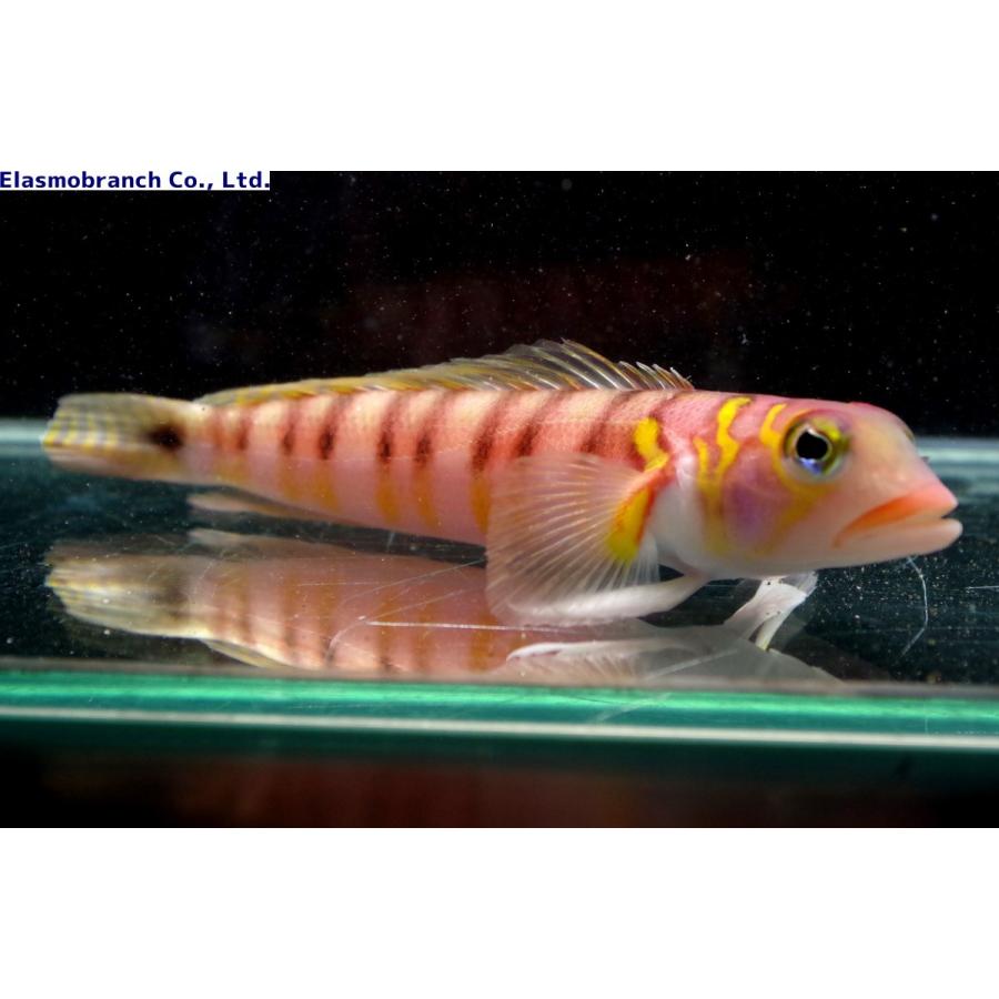 （トラギス科） オキトラギス Parapercis multifasciata （10〜15cm） 1匹 : アクアハウス魚の道 - 通販 ...
