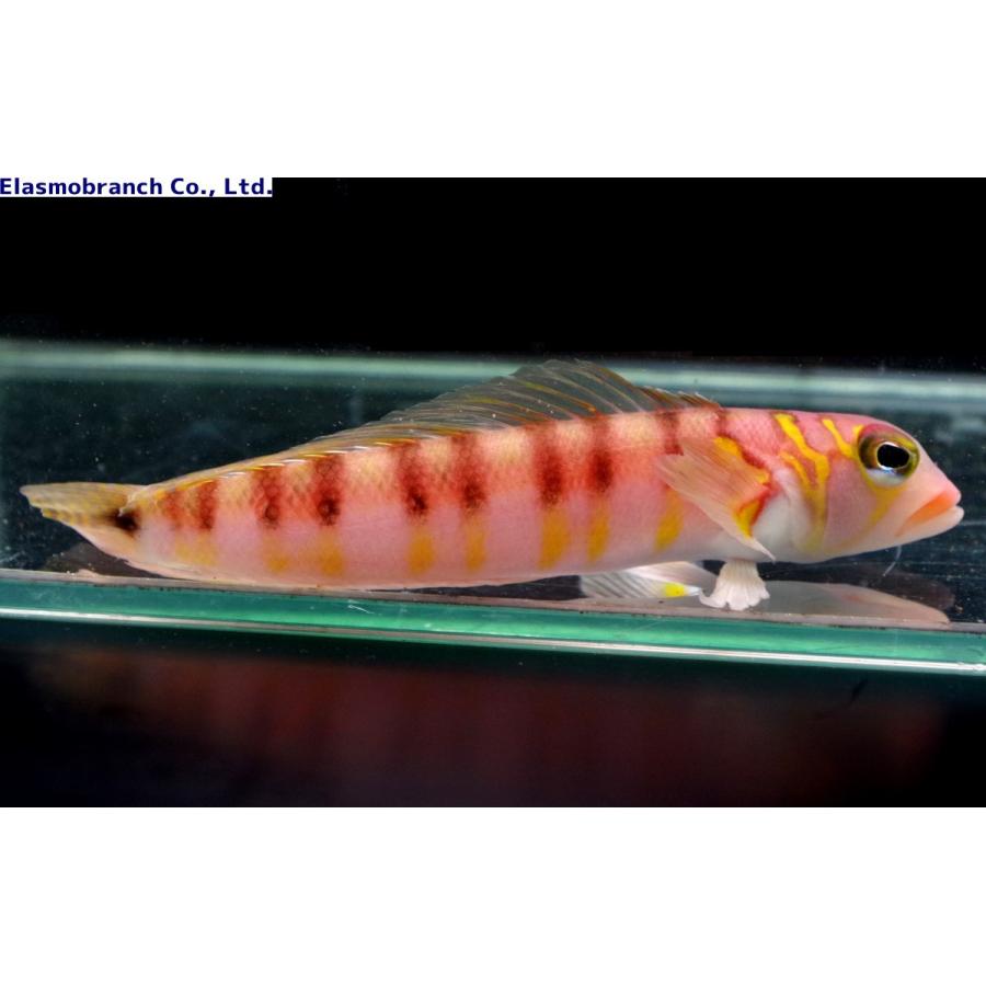 （トラギス科） オキトラギス Parapercis multifasciata （10〜15cm） 1匹 : アクアハウス魚の道 - 通販 ...