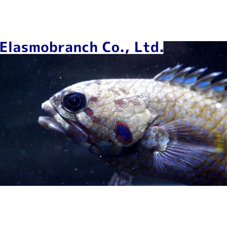 （タナバタウオ科） ドンコタナバタウオ Plesiops corallicola （12〜15cm） 1匹 : アクアハウス魚の道 - 通販 ...