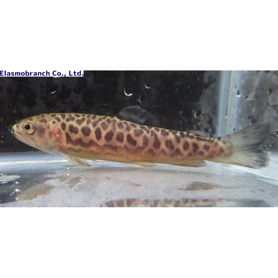 （サケ科）タイガートラウト Salmo x Salvelinus trutta fontinalis（6〜8cm） 1匹 : アクアハウス魚の ...