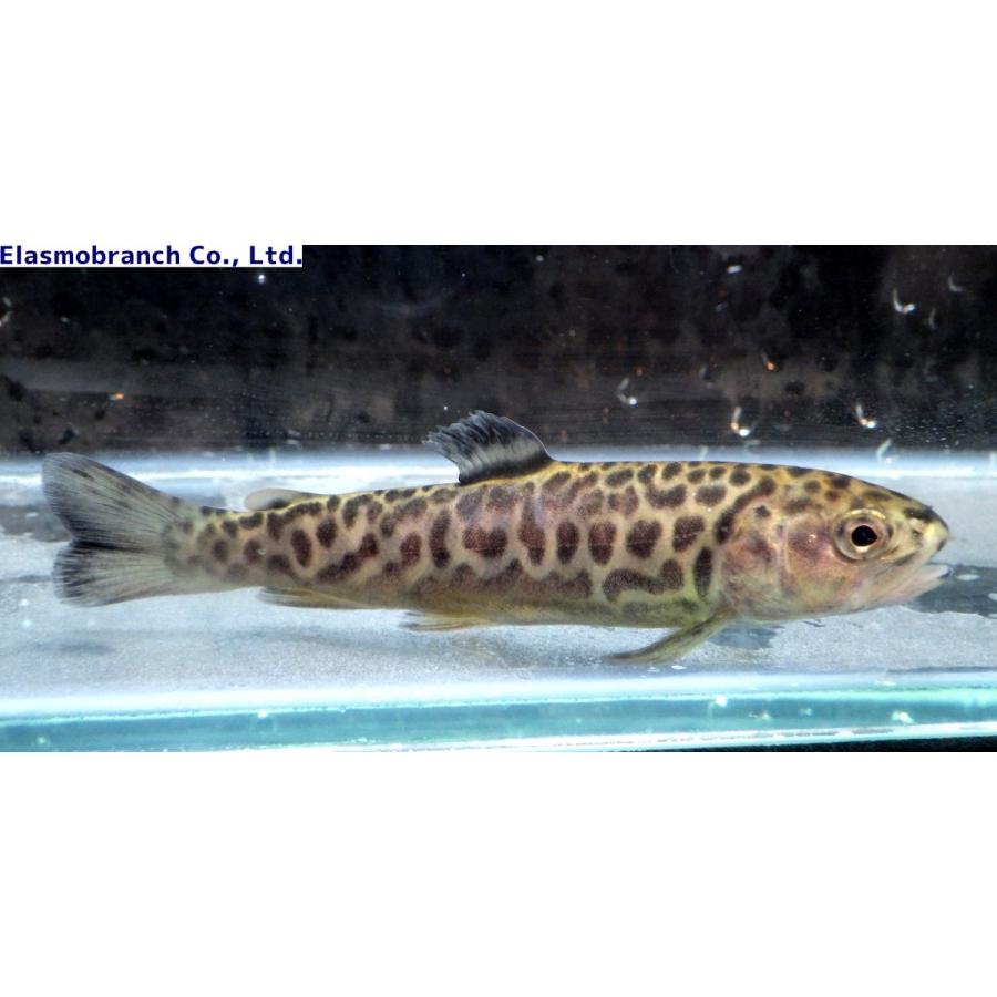 （サケ科）タイガートラウト Salmo x Salvelinus trutta fontinalis（6〜8cm） 1匹 : アクアハウス魚の ...