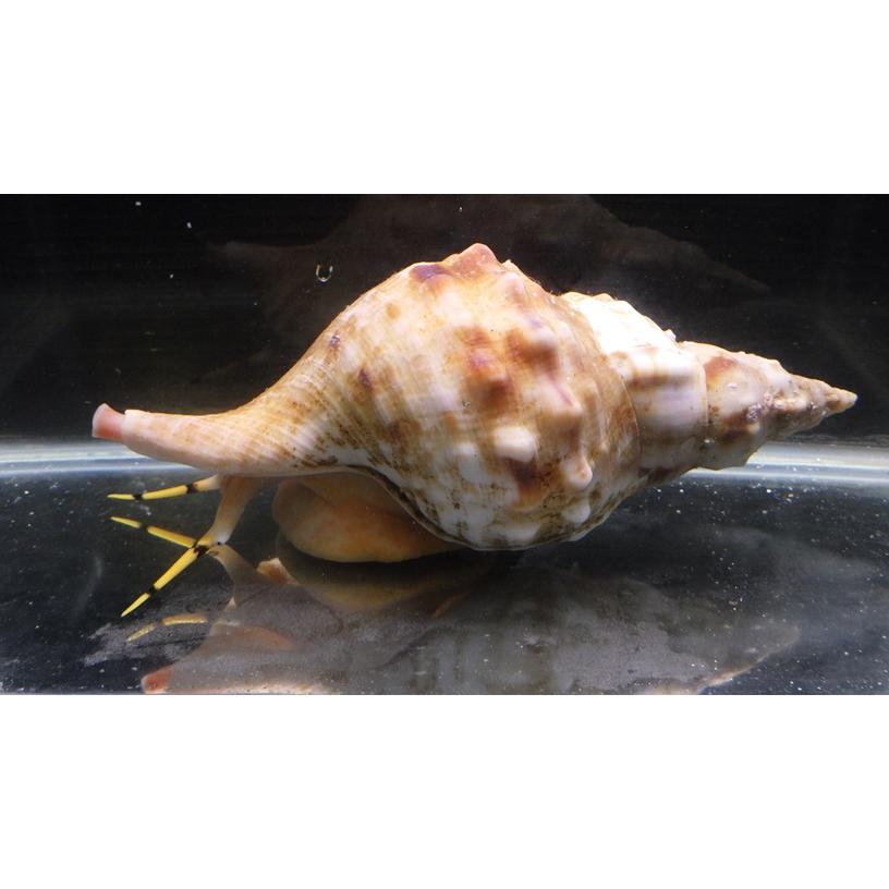 （フジツガイ科） ボウシュウボラ Charonia sauliae （15〜20cm） 1匹 : アクアハウス魚の道 - 通販 - Yahoo!ショッピング
