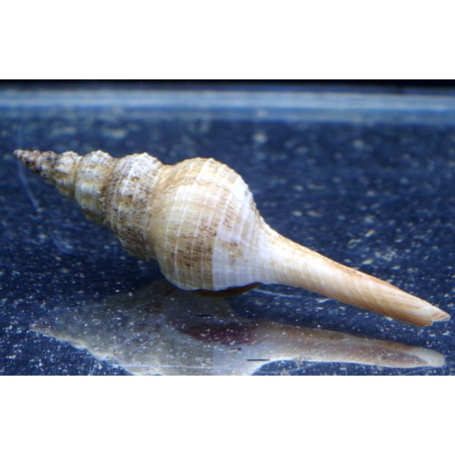 （イトマキボラ科） ナガニシ Fusinus perplexus （15〜20cm） 1匹 : アクアハウス魚の道 - 通販 - Yahoo ...