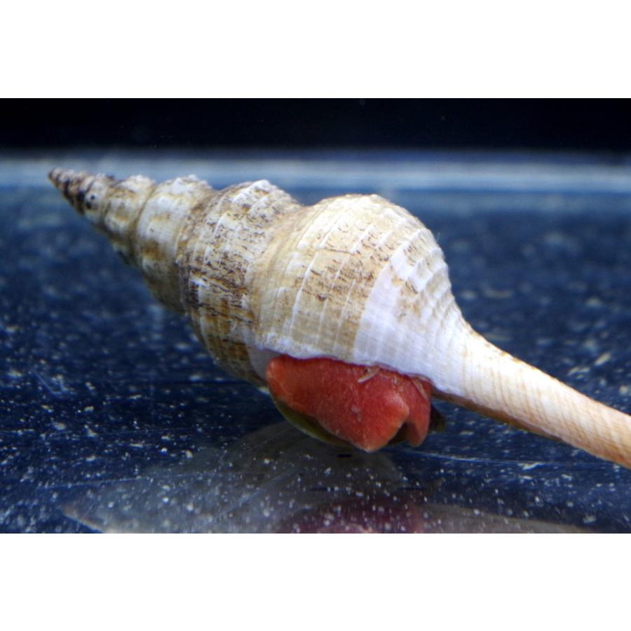 （イトマキボラ科） ナガニシ Fusinus perplexus （15〜20cm） 1匹 : アクアハウス魚の道 - 通販 - Yahoo ...