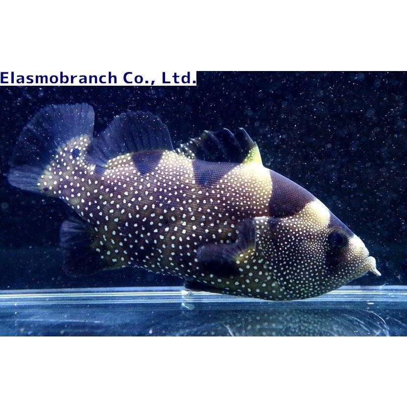 （ヌノサラシ科） アゴハタ Pogonoperca punctata （6〜8cm） 1匹 : アクアハウス魚の道 - 通販 - Yahoo ...