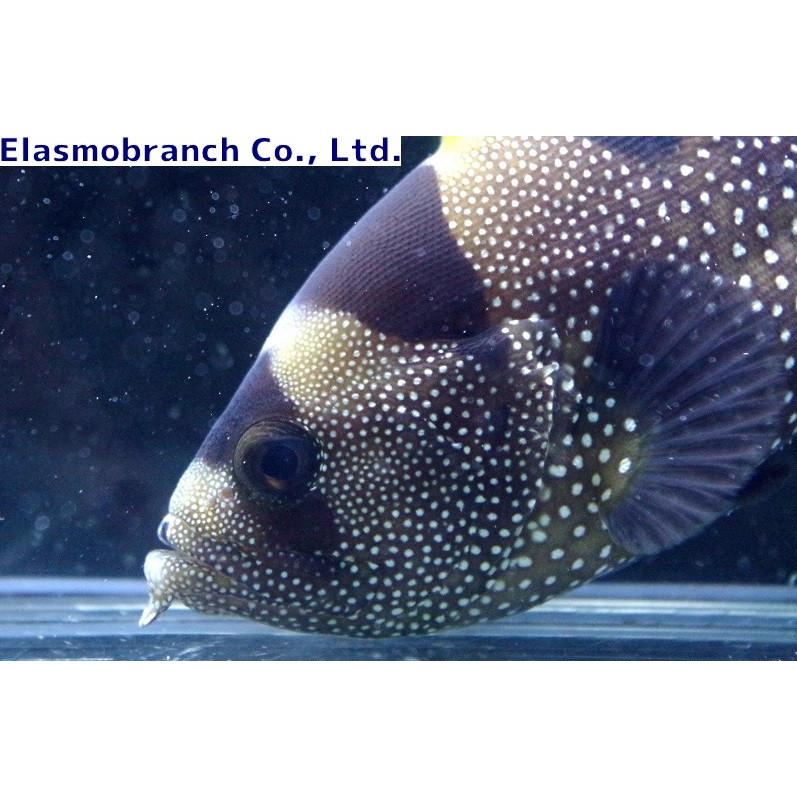 （ヌノサラシ科） アゴハタ Pogonoperca punctata （6〜8cm） 1匹 : アクアハウス魚の道 - 通販 - Yahoo ...