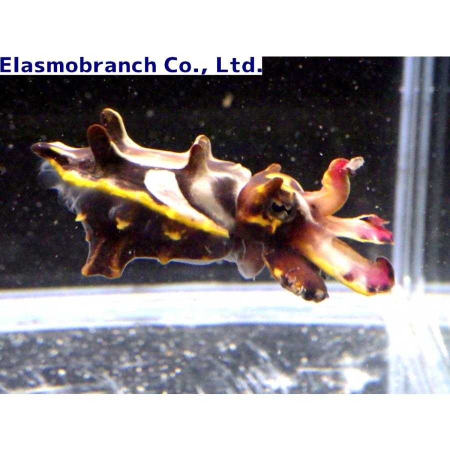 （コウイカ科） ハナイカ Sepia(Metasepia) tullbergi （2〜3cm） 1匹 : アクアハウス魚の道 - 通販 ...