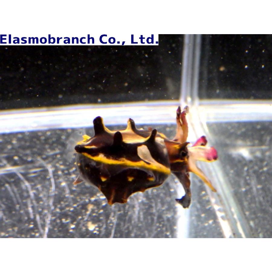 （コウイカ科） ハナイカ Sepia(Metasepia) tullbergi （2〜3cm） 1匹 : アクアハウス魚の道 - 通販 ...