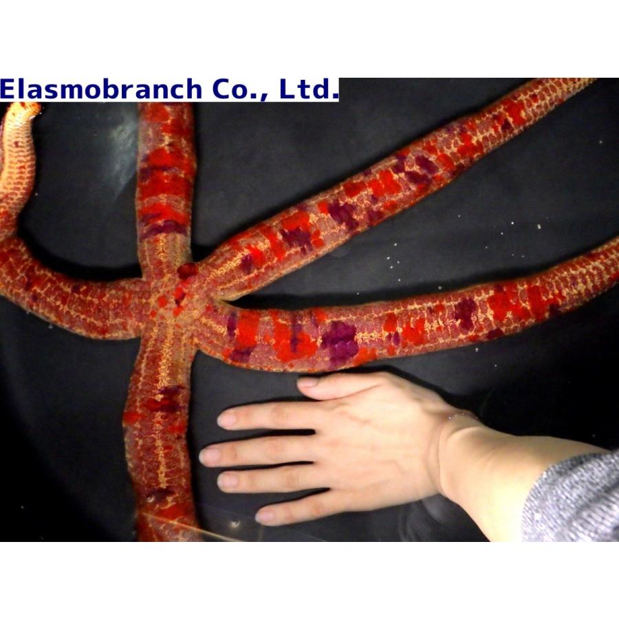 （ホウキボシ科） オオアカヒトデ Leiaster leachi （輻長38〜40cm） 1匹 : アクアハウス魚の道 - 通販 ...