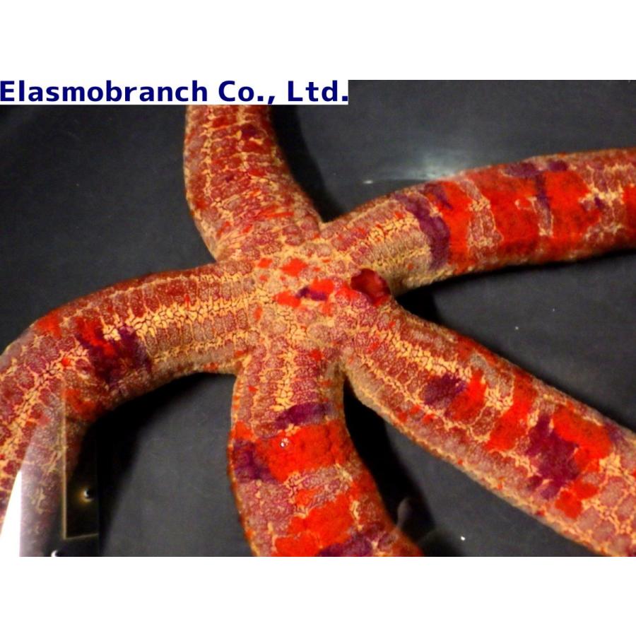 （ホウキボシ科） オオアカヒトデ Leiaster leachi （輻長38〜40cm） 1匹 : アクアハウス魚の道 - 通販 ...