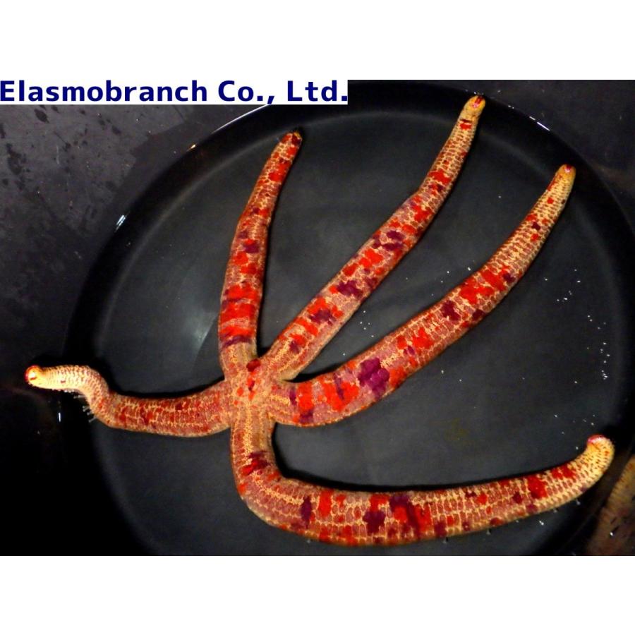 （ホウキボシ科） オオアカヒトデ Leiaster leachi （輻長38〜40cm） 1匹 : アクアハウス魚の道 - 通販 ...