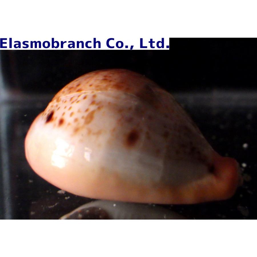 （タカラガイ科） ヒメハラダカラ Notadusta hungerfordi hungerfordi （3〜4cm） 1匹 ...