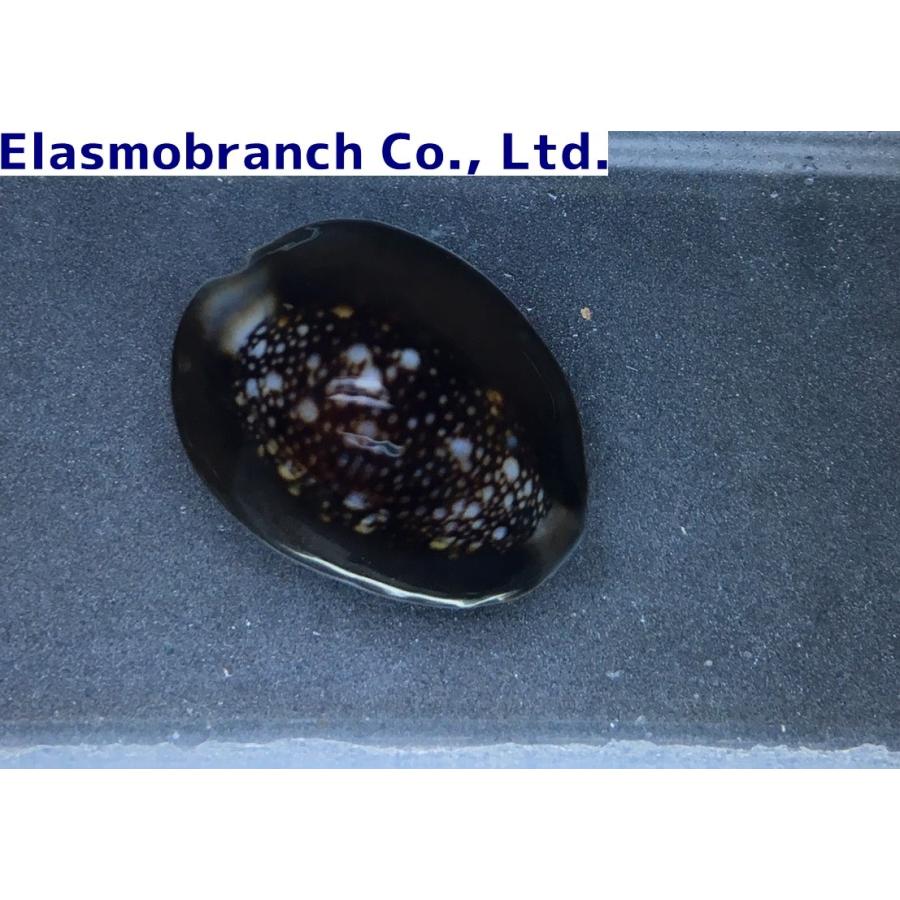 （タカラガイ科） ハナマルユキ3匹セット Monetaria caputserpentis captserpentis （3〜4cm） : アクアハウス魚の道 - 通販 - Yahoo!ショッピング