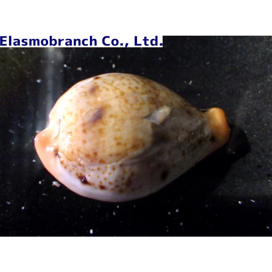 （タカラガイ科） ヒメハラダカラ Notadusta hungerfordi hungerfordi （3〜4cm） 1匹 ...