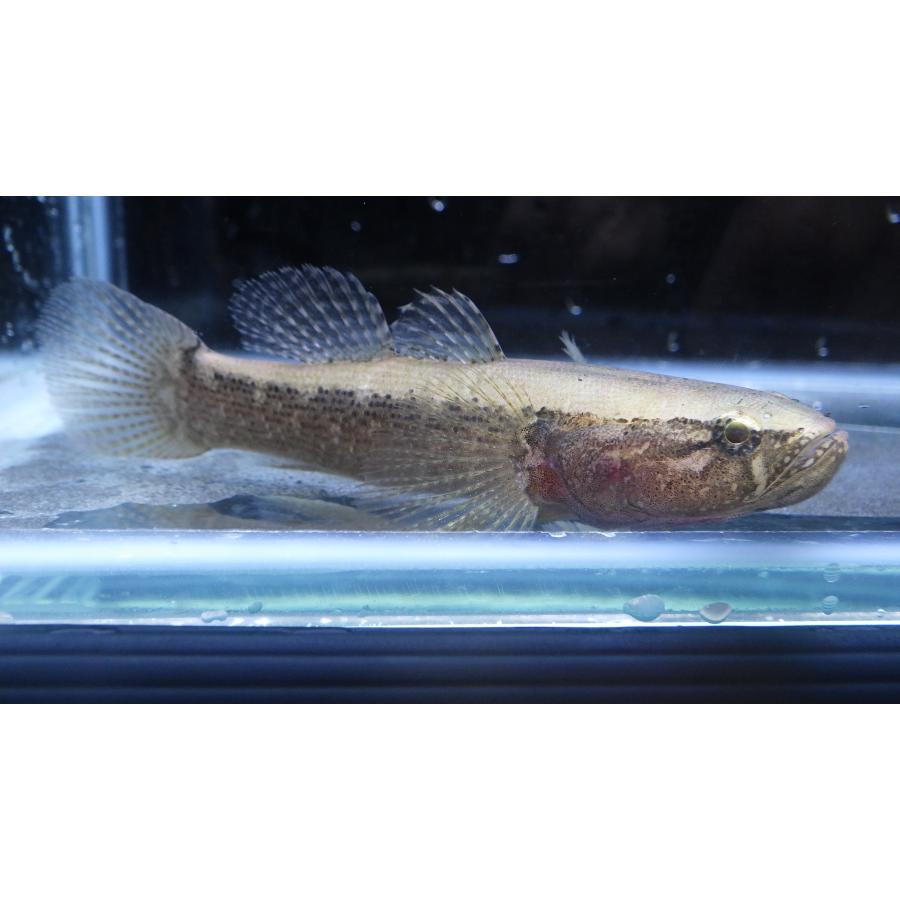（カワアナゴ科） テンジクカワアナゴ Eleotris fusca（8〜10cm） 1匹 : アクアハウス魚の道 - 通販 - Yahoo ...