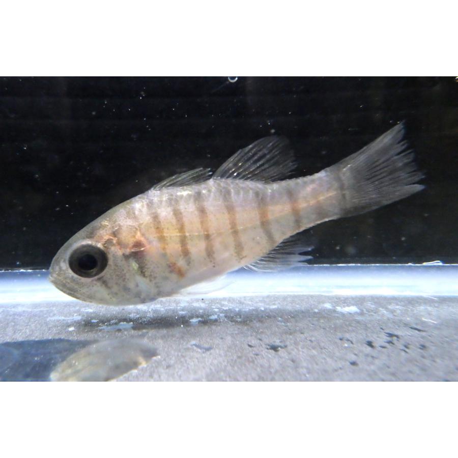 （テンジクダイ科） テンジクダイ Jaydia lineata （4〜6cm） 1匹 : アクアハウス魚の道 - 通販 - Yahoo!ショッピング