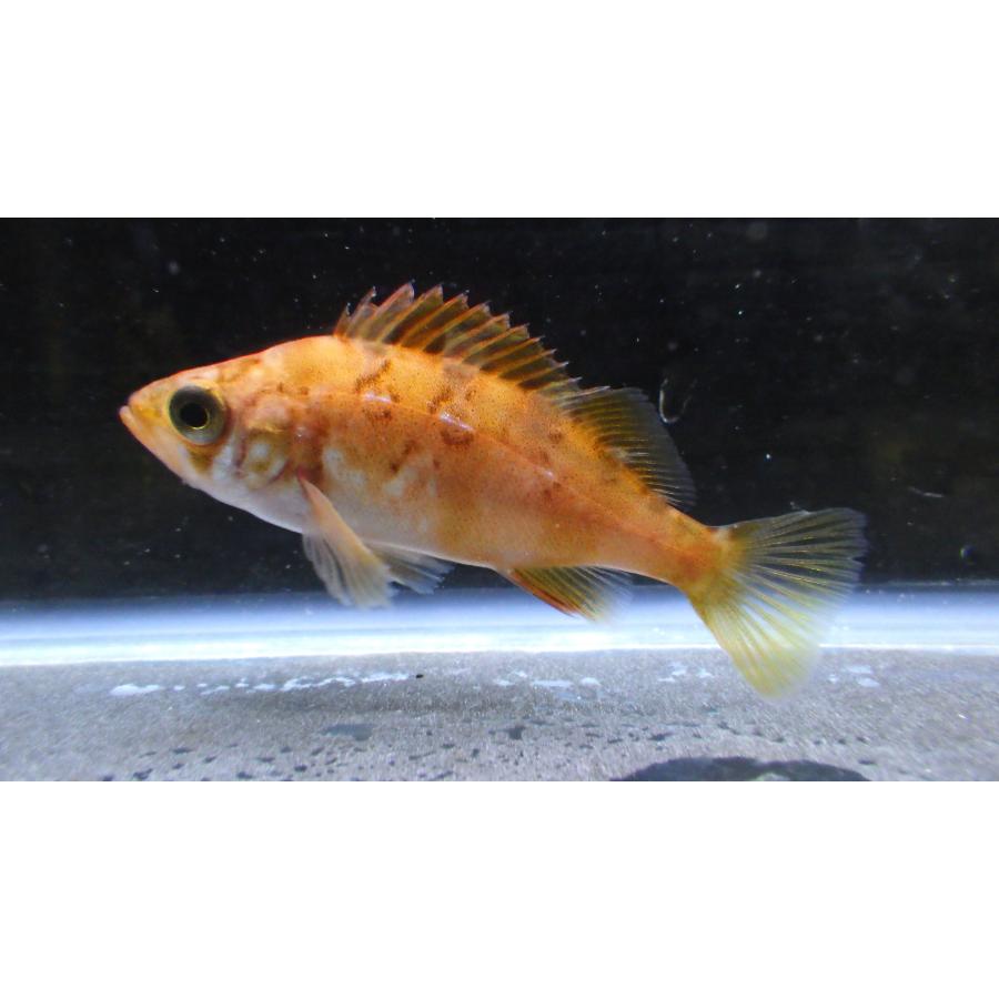 （メバル科） トゴットメバル Sebastes joyneri （3〜6cm） 1匹 : togomebaru1 : アクアハウス魚の道 ...