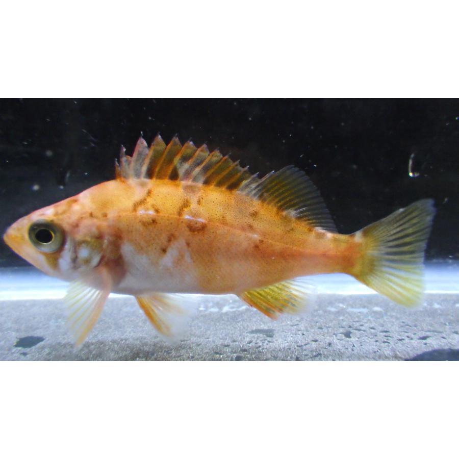（メバル科） トゴットメバル Sebastes joyneri （3〜6cm） 1匹 : togomebaru1 : アクアハウス魚の道 ...