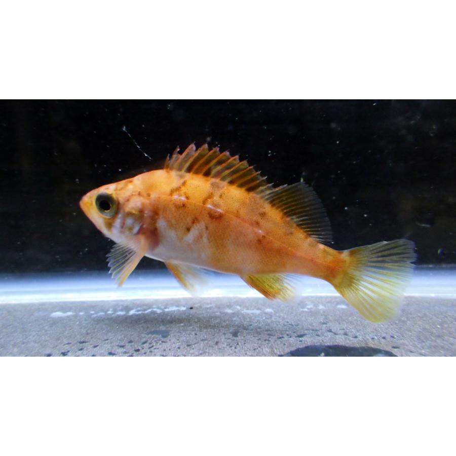 （メバル科） トゴットメバル Sebastes joyneri （3〜6cm） 1匹 : togomebaru1 : アクアハウス魚の道 ...