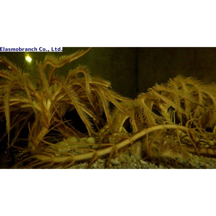 （ゴカクウミユリ科） トリノアシ Metacrinus rotundus （軸長20~40cm） 1匹 : アクアハウス魚の道 - 通販 ...