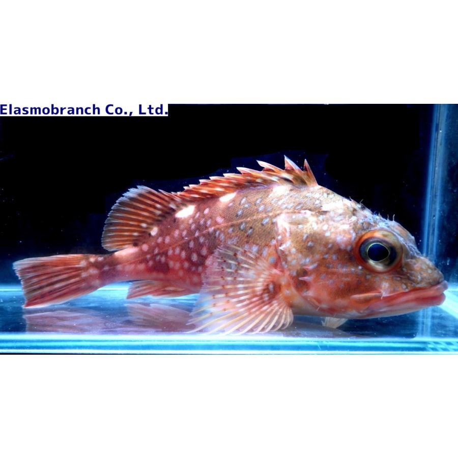 （メバル科） ウッカリカサゴ Sebastiscus tertius （15〜20cm） 1匹 : アクアハウス魚の道 - 通販 ...