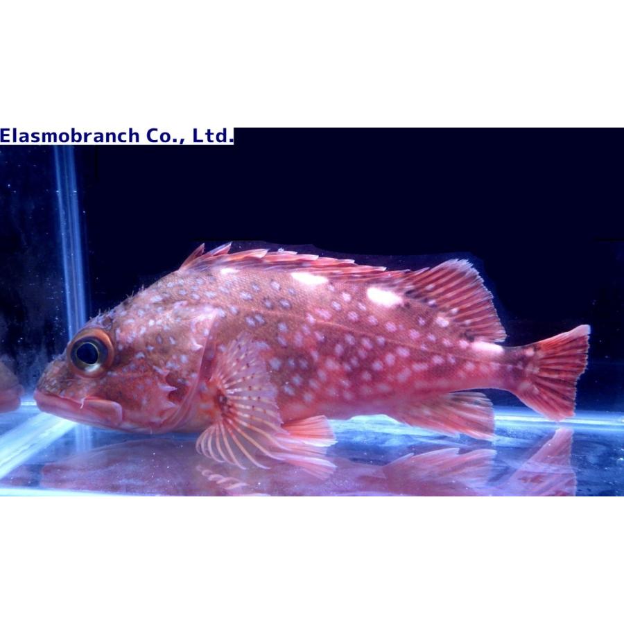 （メバル科） ウッカリカサゴ Sebastiscus tertius （15〜20cm） 1匹 : アクアハウス魚の道 - 通販 ...