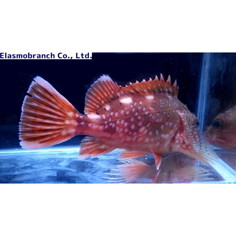 （メバル科） ウッカリカサゴ Sebastiscus tertius （15〜20cm） 1匹 : アクアハウス魚の道 - 通販 ...