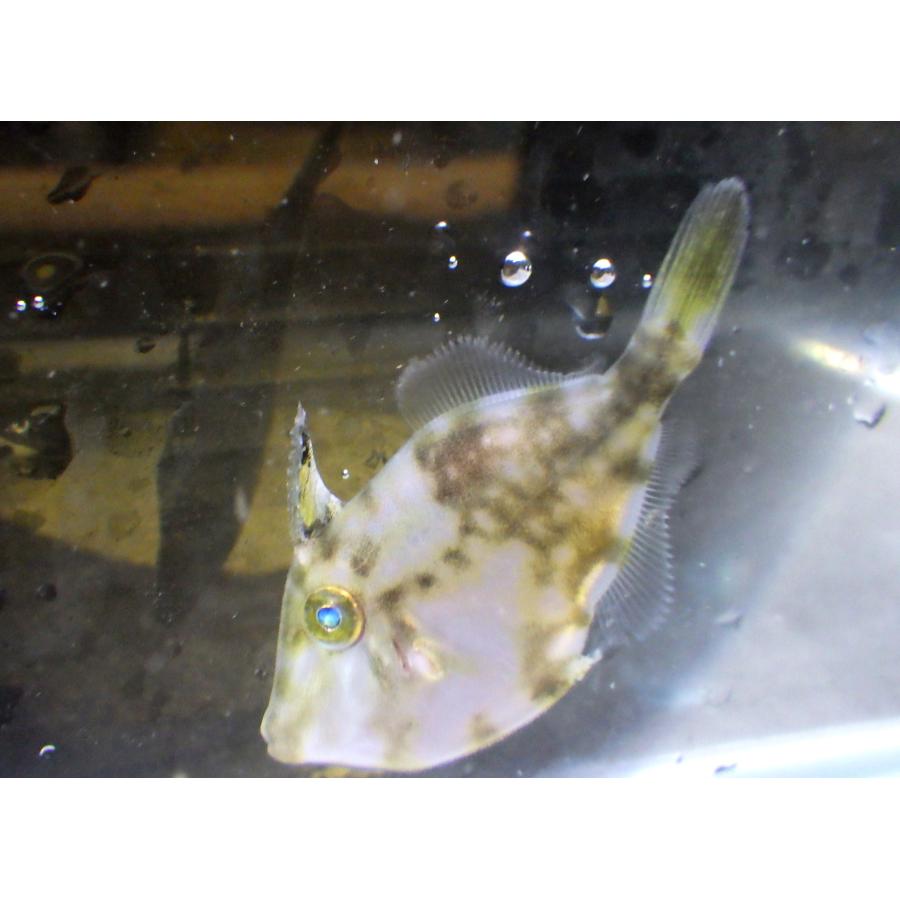 （カワハギ科） ウマヅラハギ Thamnaconus modestus （2〜4cm） 1匹 : アクアハウス魚の道 - 通販 - Yahoo ...