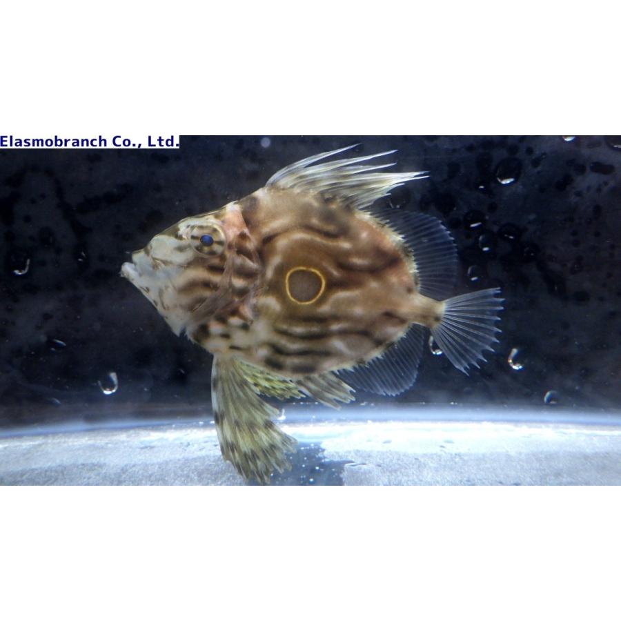 （マトウダイ科） マトウダイ Zeus faber （3〜6cm） 1匹 :Zeidae-1:アクアハウス魚の道 - 通販 - Yahoo ...