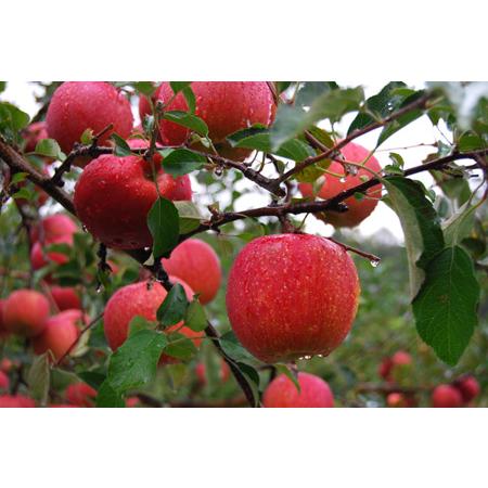 うさぎ大好き りんごドライチップ50g すごくおいしい 青森りんご 健康 栄養 みんな大好き うさぎの健康おやつ :r044-001:うさぎ ...