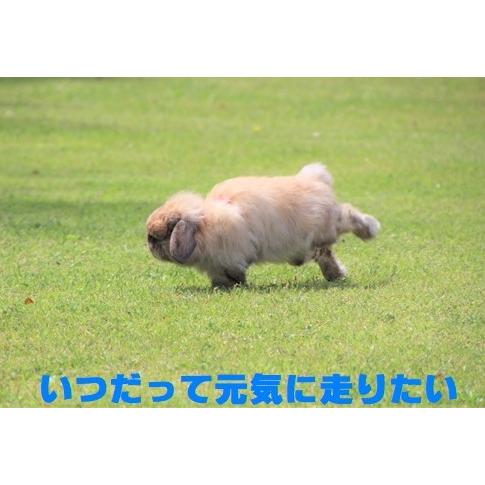 うさぎ大好き りんごドライチップ50g すごくおいしい 青森りんご 健康 栄養 みんな大好き うさぎの健康おやつ :r044-001:うさぎ ...